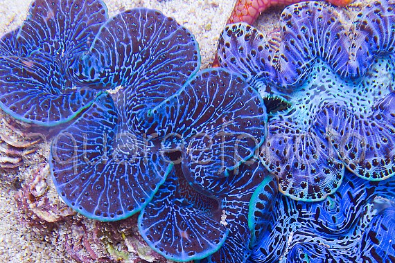 Tridacna maxima 03 « Aqua Reef Photo – Marine Photo Database & Resource